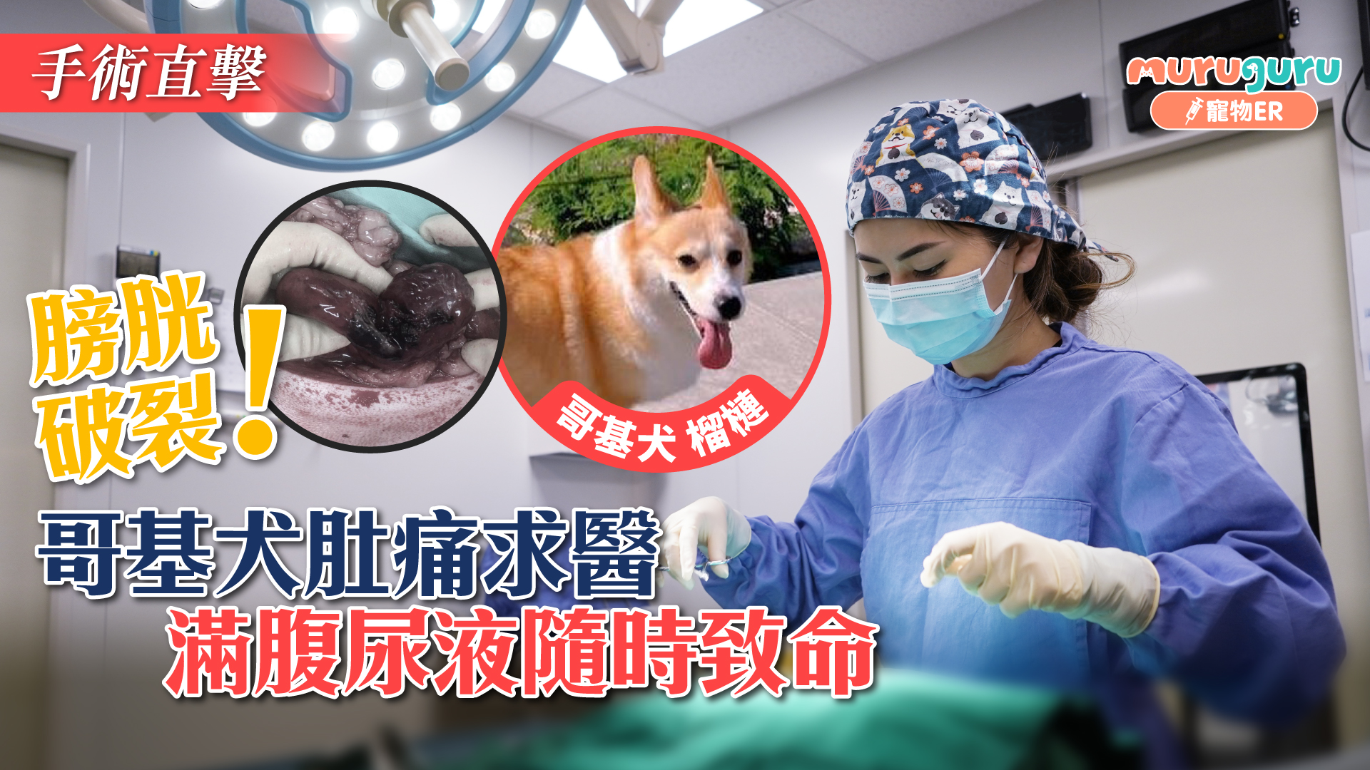 哥基犬肚痛求醫，滿腹尿液隨時致命｜寵物手術｜獸醫專訪：敖嘉怡醫生 Dr. Angel Ngo - muruguru 貓奴狗奴